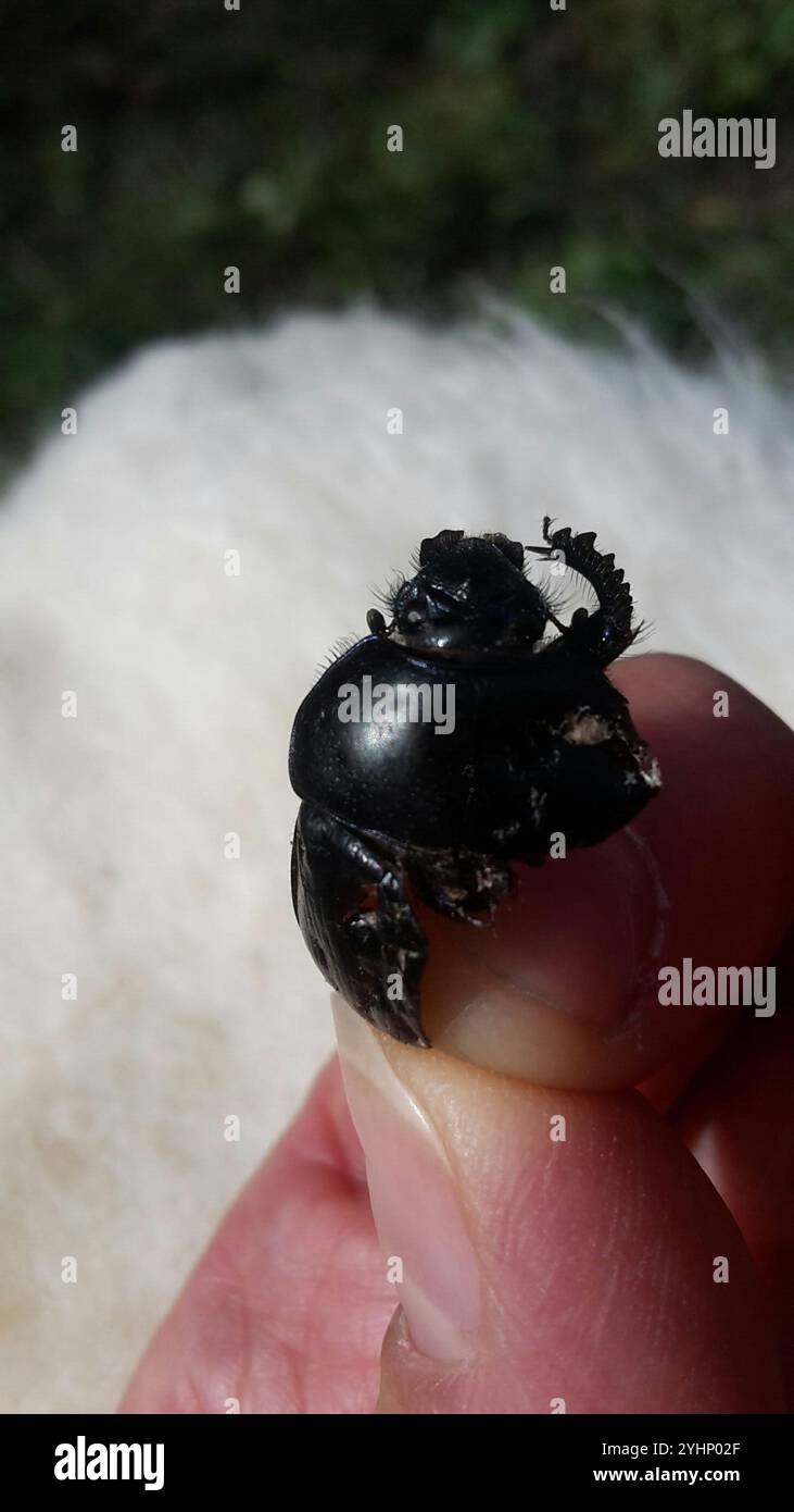 Common Dumbledore Beetle (Geotrupes spiniger Stock Photo - Alamy