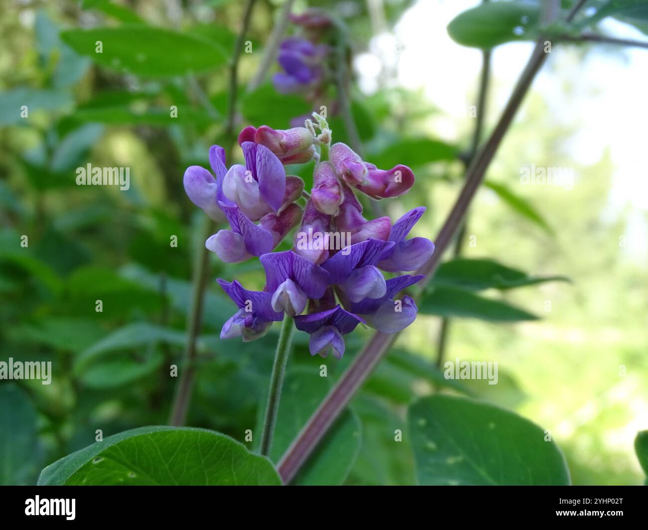 veiny pea (Lathyrus venosus Stock Photo - Alamy