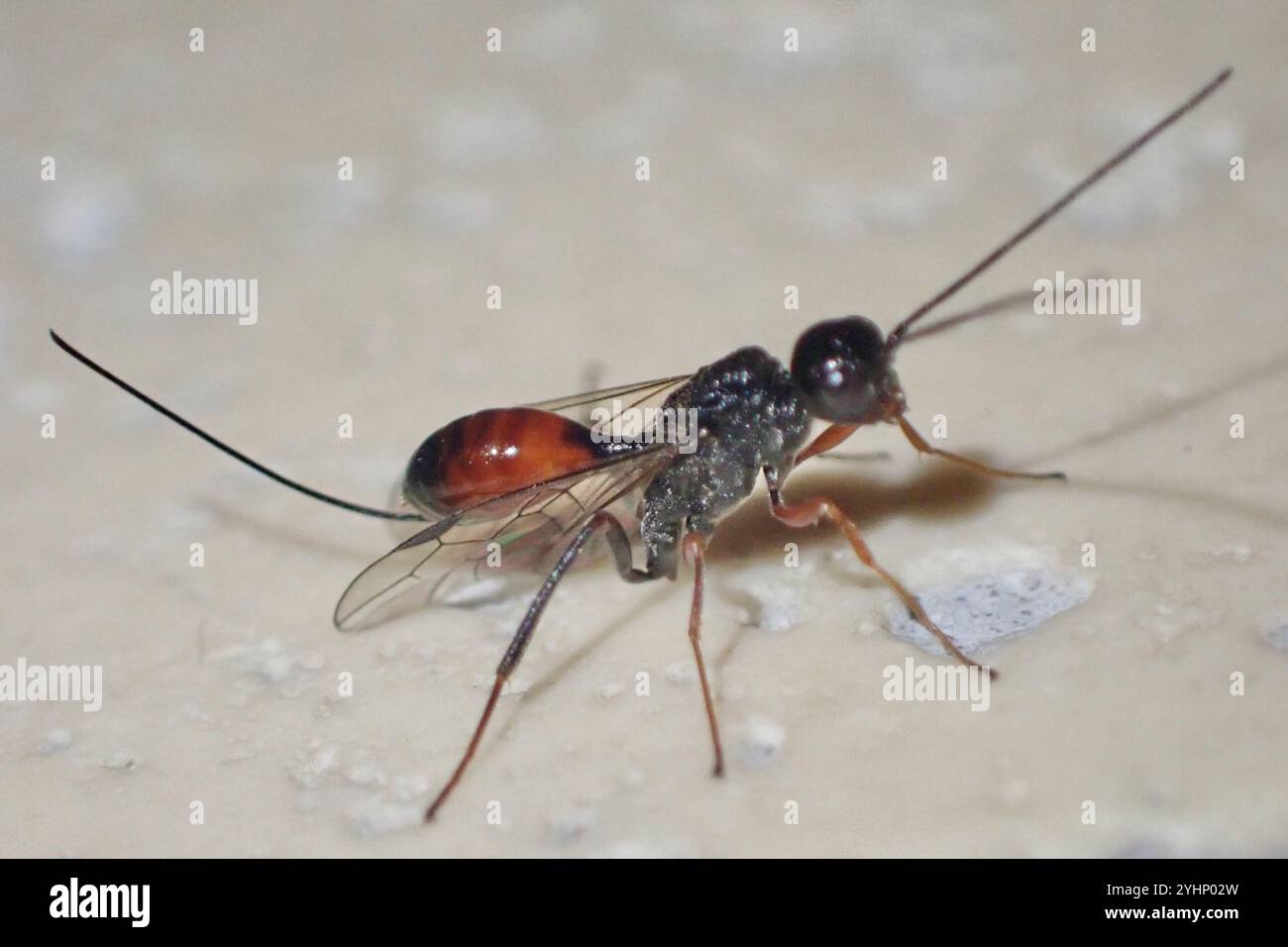 Aulacus hi-res stock photography and images - Alamy