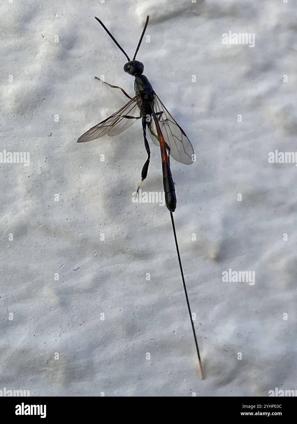 Javelin Wasp (Gasteruption jaculator Stock Photo - Alamy