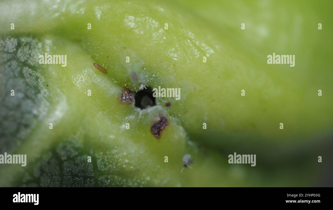 Poplar Leaf-base Gall (Pemphigus populicaulis Stock Photo - Alamy