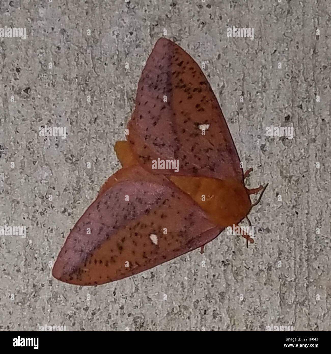 Spiny Oakworm Moth (Anisota stigma Stock Photo - Alamy