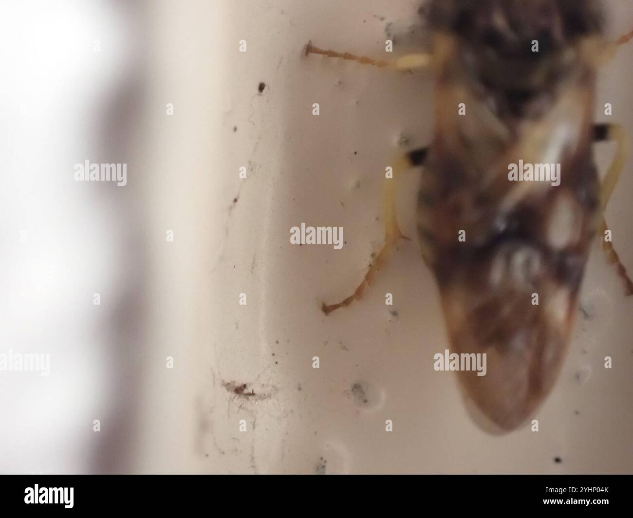 Club-horned Sawflies (Cimbicidae Stock Photo - Alamy