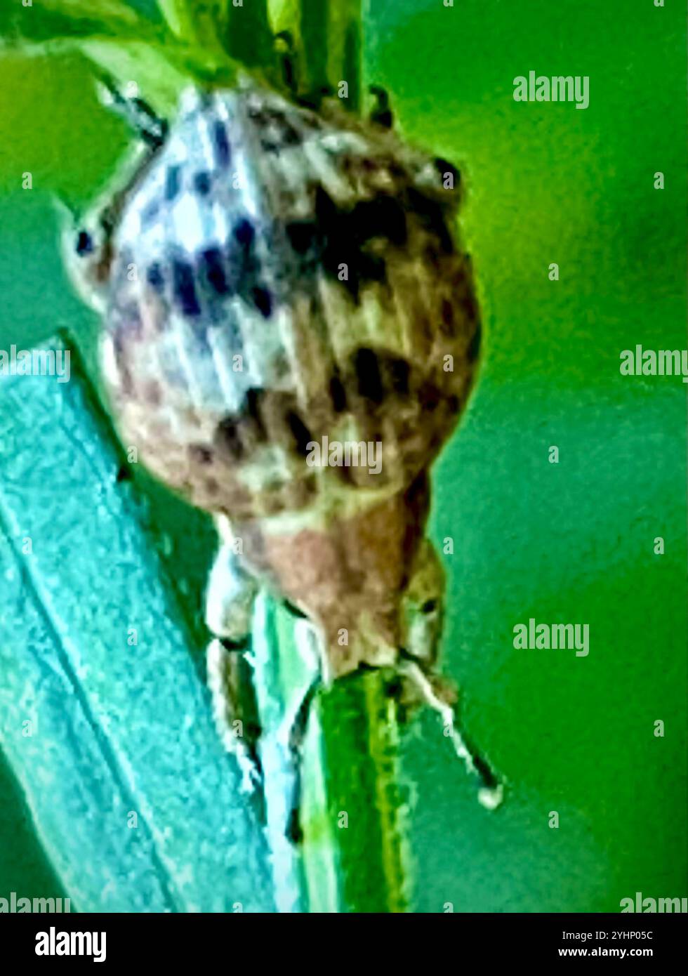 Two-banded Japanese Weevil (Pseudocneorhinus bifasciatus Stock Photo ...