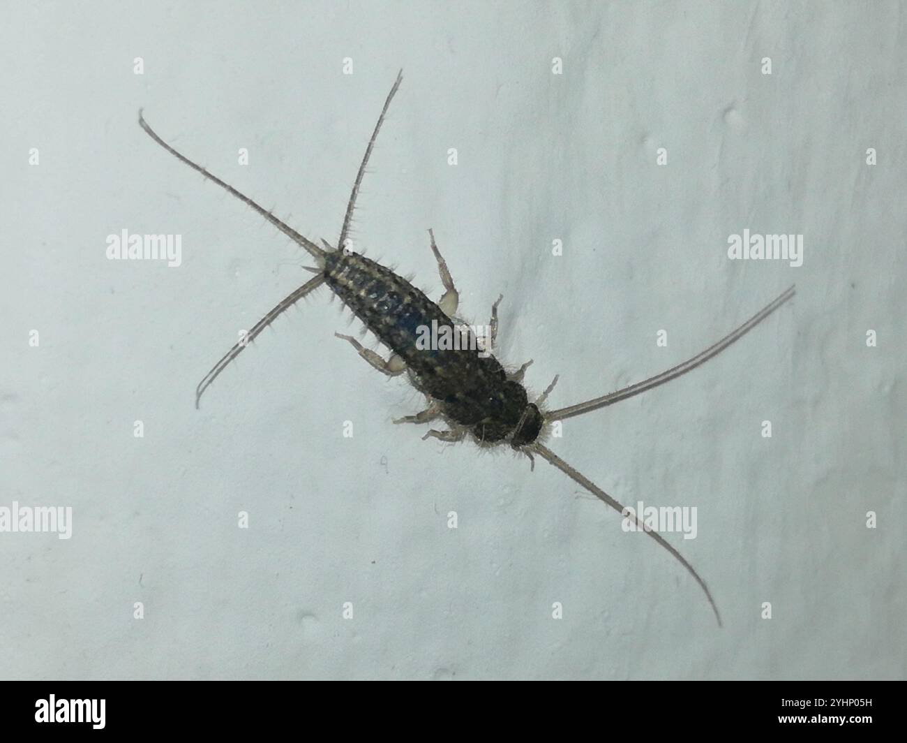 Ctenolepisma lineatum hi-res stock photography and images - Alamy