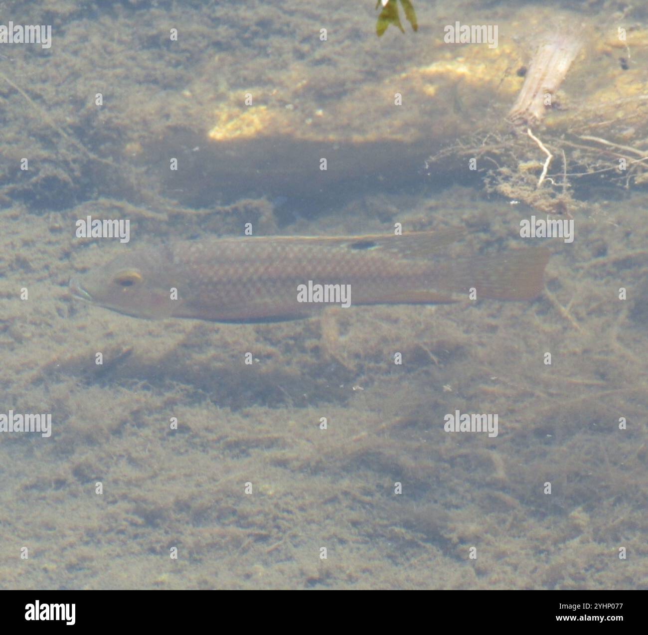 Tilapia zillii hi-res stock photography and images - Alamy