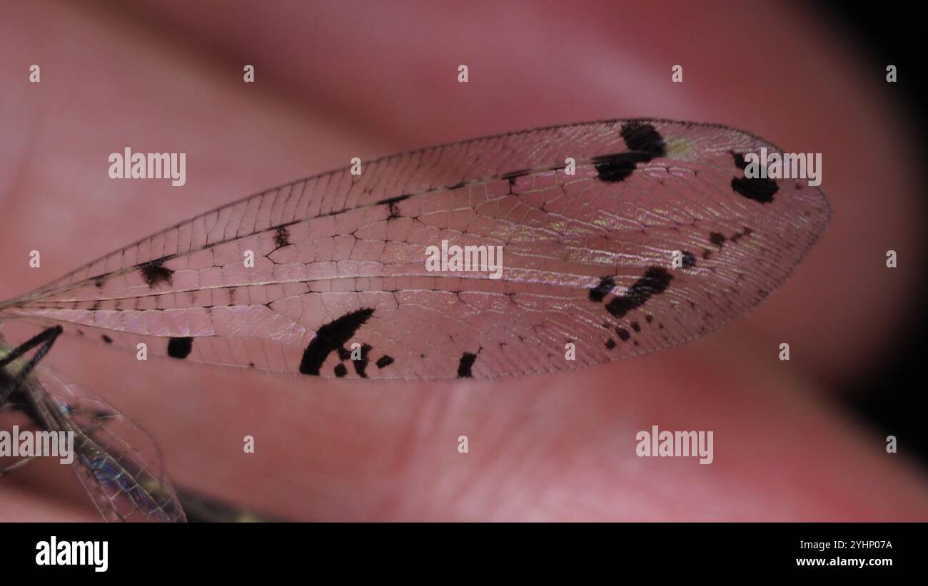 Eastern Spotted-winged Antlion (Dendroleon obsoletus Stock Photo - Alamy