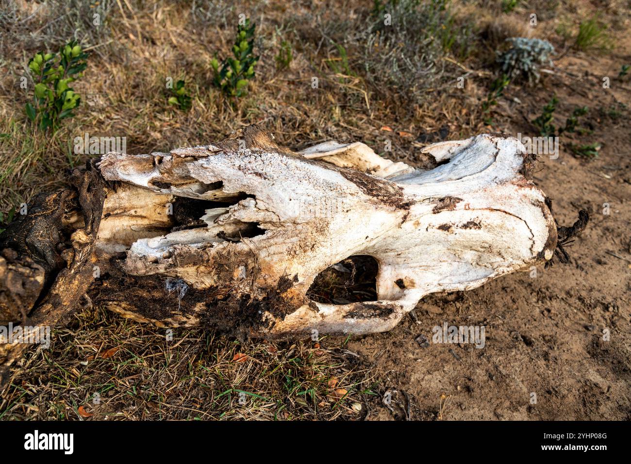 The bones, skin and skeletal remains of a poached rhino at a game ...