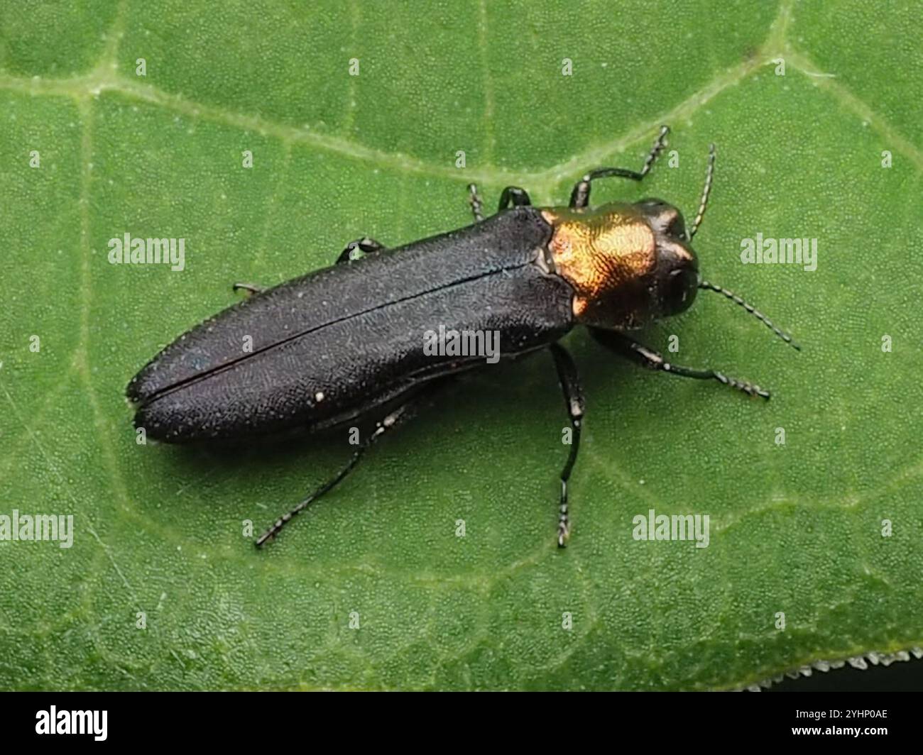Red-necked Cane Borer Beetle (Agrilus ruficollis Stock Photo - Alamy