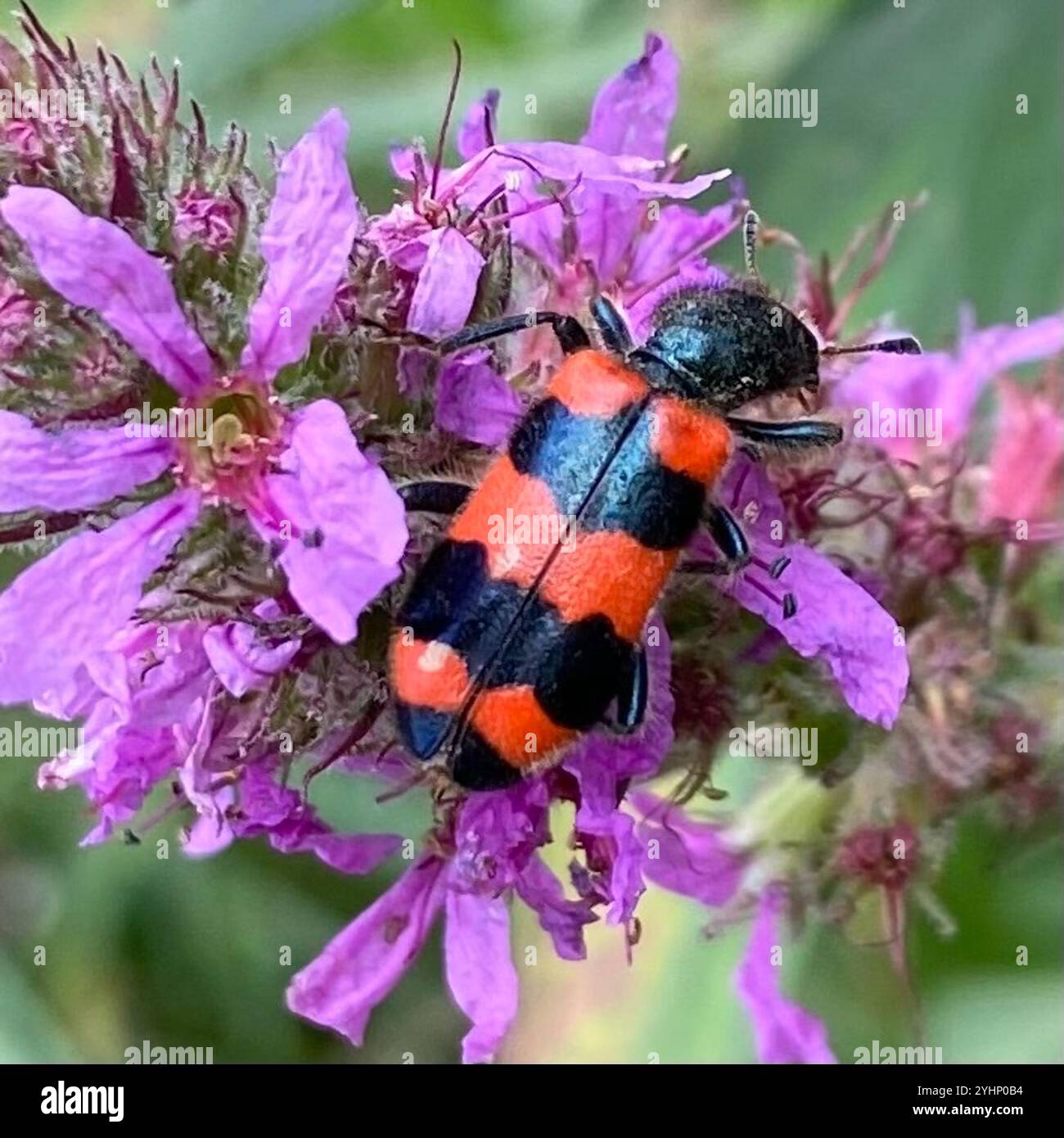 Bee-eating Beetle (Trichodes apiarius Stock Photo - Alamy