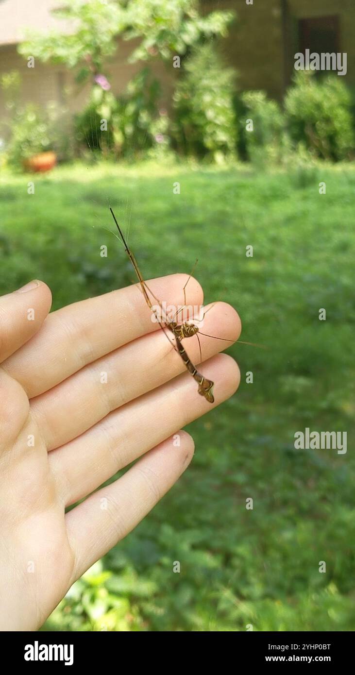 Long-tailed Giant Ichneumonid Wasp (Megarhyssa macrurus Stock Photo - Alamy