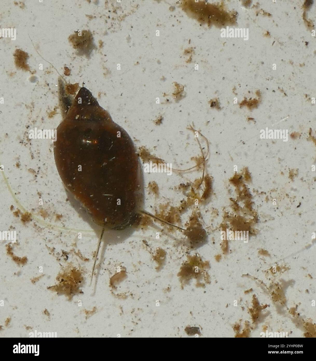 Acute Bladder Snail (Physella acuta Stock Photo - Alamy