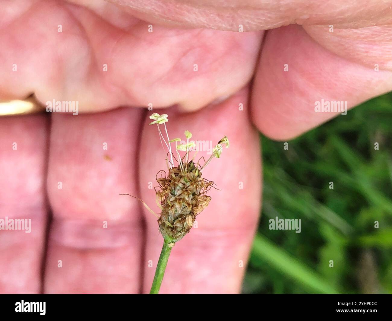 ribwort plantain (Plantago lanceolata Stock Photo - Alamy