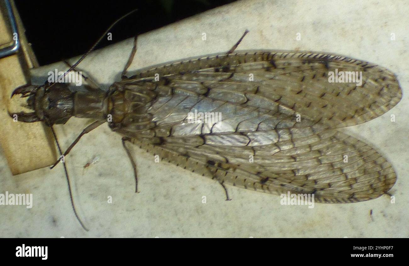 Eastern Dobsonfly (Corydalus cornutus Stock Photo - Alamy