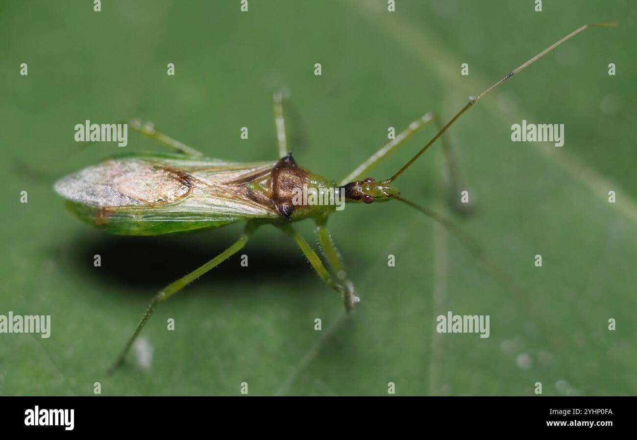 Pale Green Assassin Bug (Zelus luridus Stock Photo - Alamy