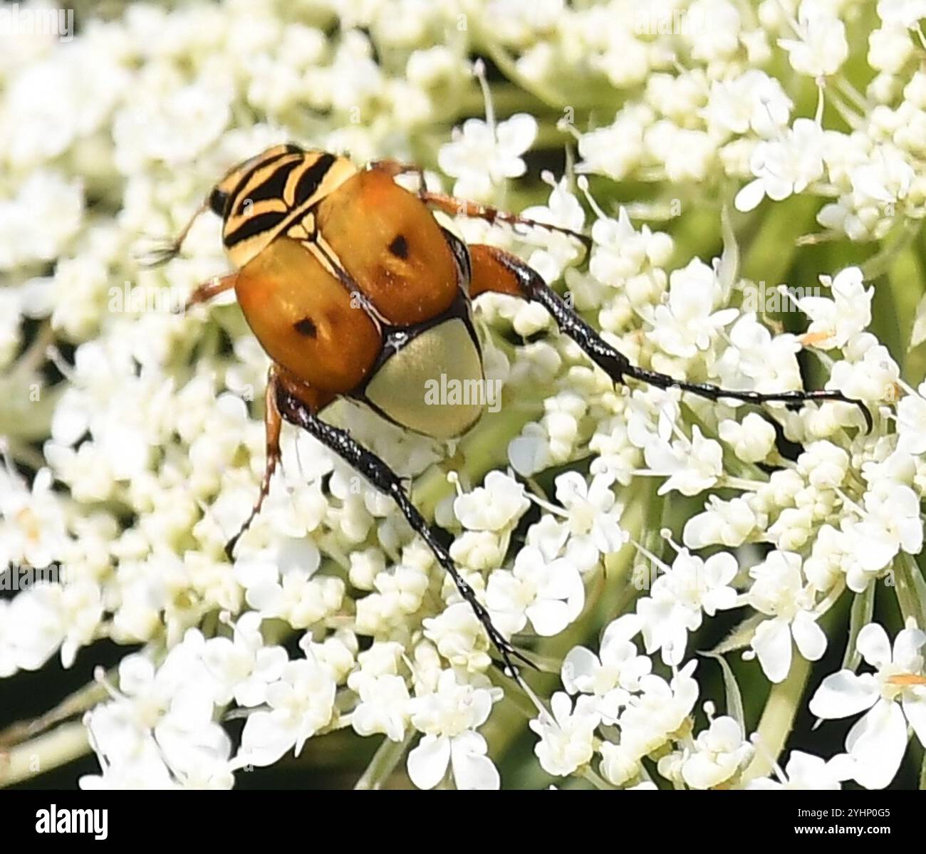 Delta Flower Scarab (Trigonopeltastes delta Stock Photo - Alamy