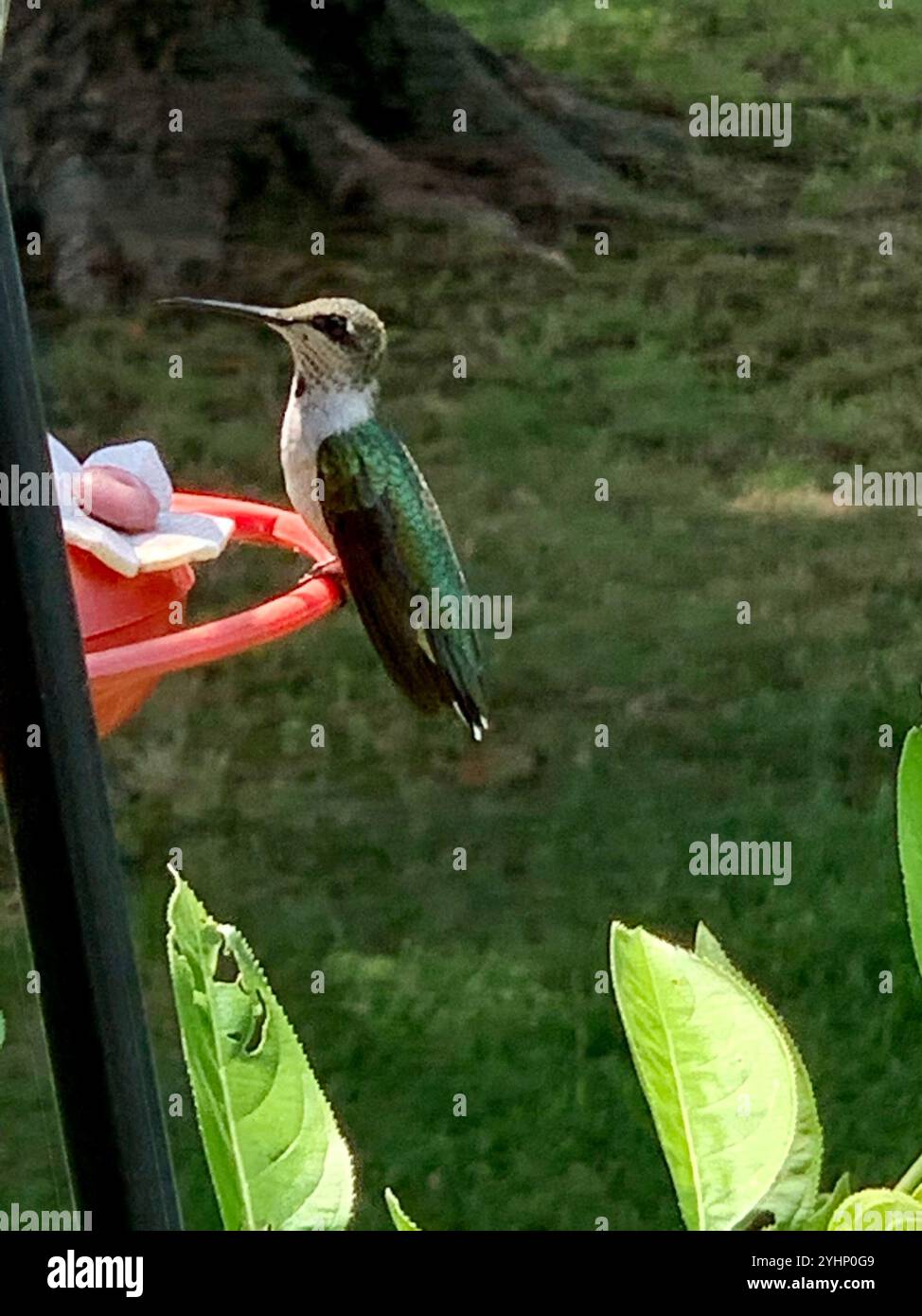 Ruby-throated Hummingbird (Archilochus colubris Stock Photo - Alamy
