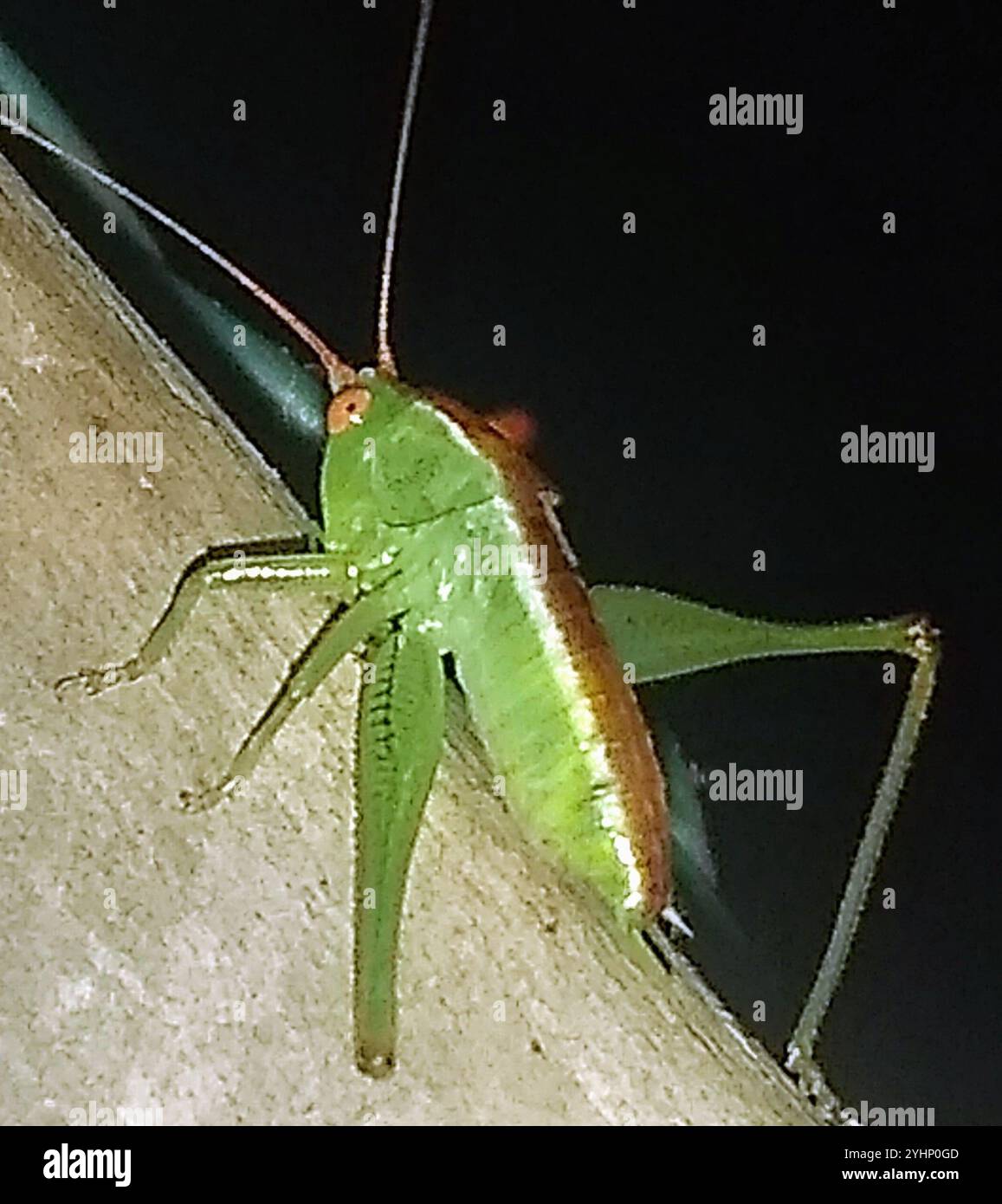 Lesser Meadow Katydids (Conocephalus Stock Photo - Alamy