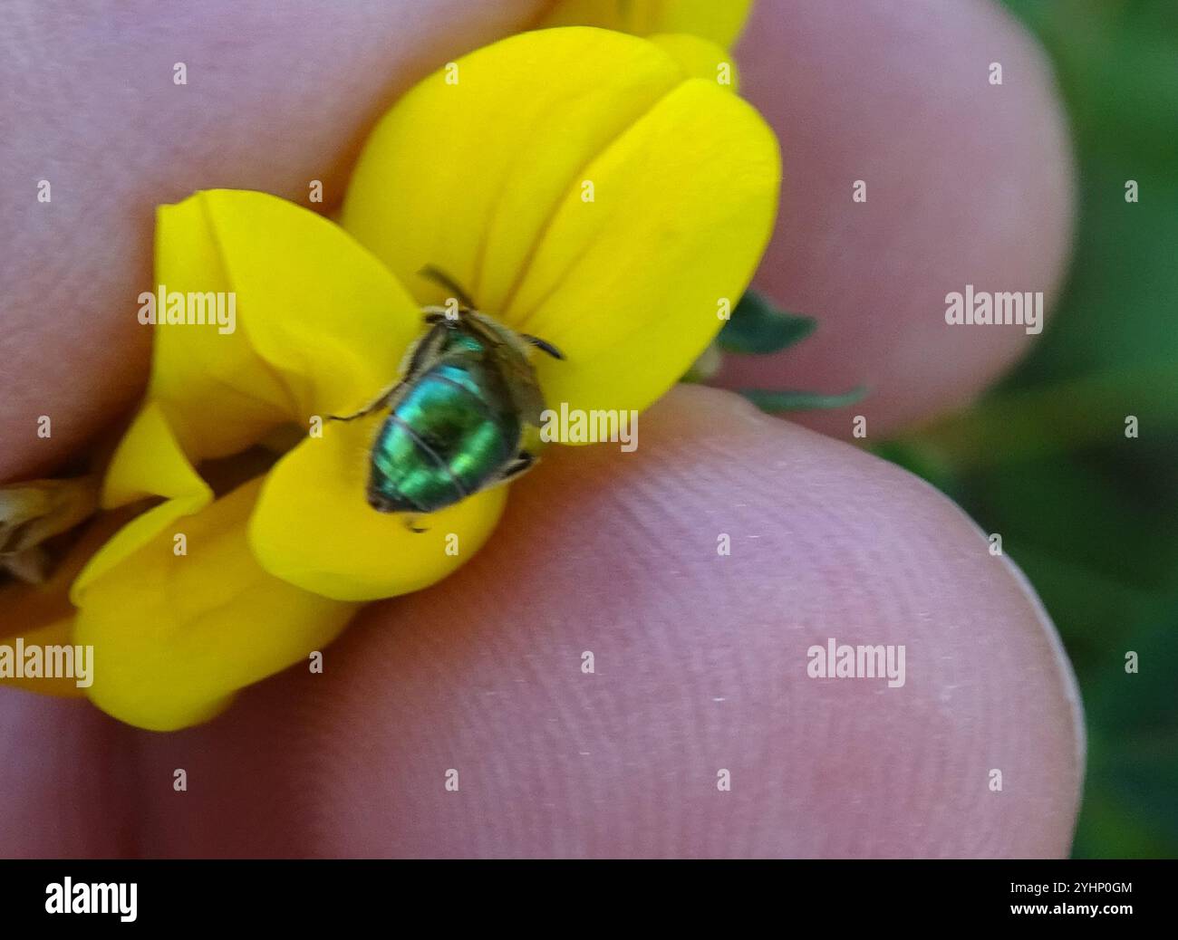 Augochlorine Sweat Bees (Augochlorini Stock Photo - Alamy