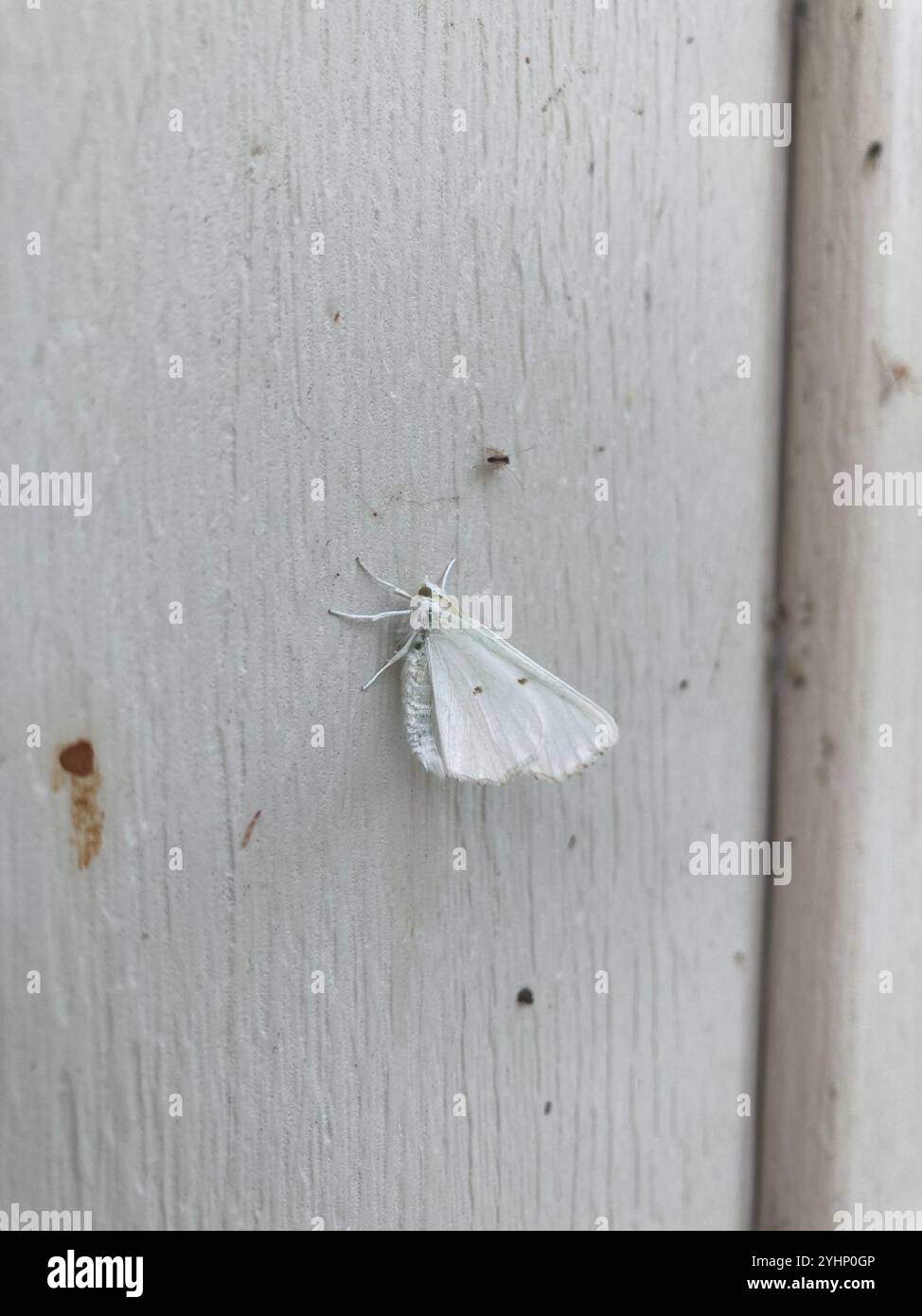 Elm Spanworm Moth (Ennomos subsignaria Stock Photo - Alamy