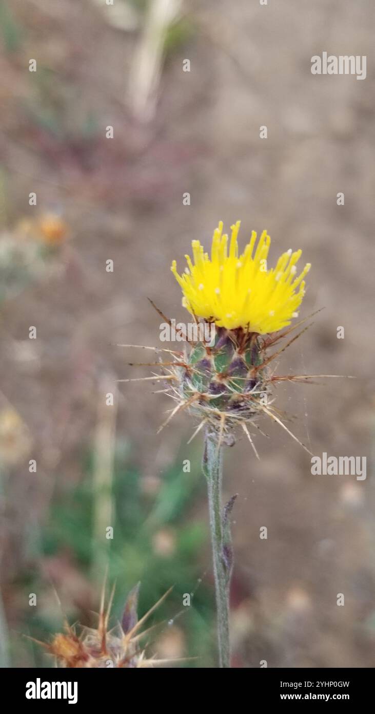 Maltese star-thistle (Centaurea melitensis Stock Photo - Alamy