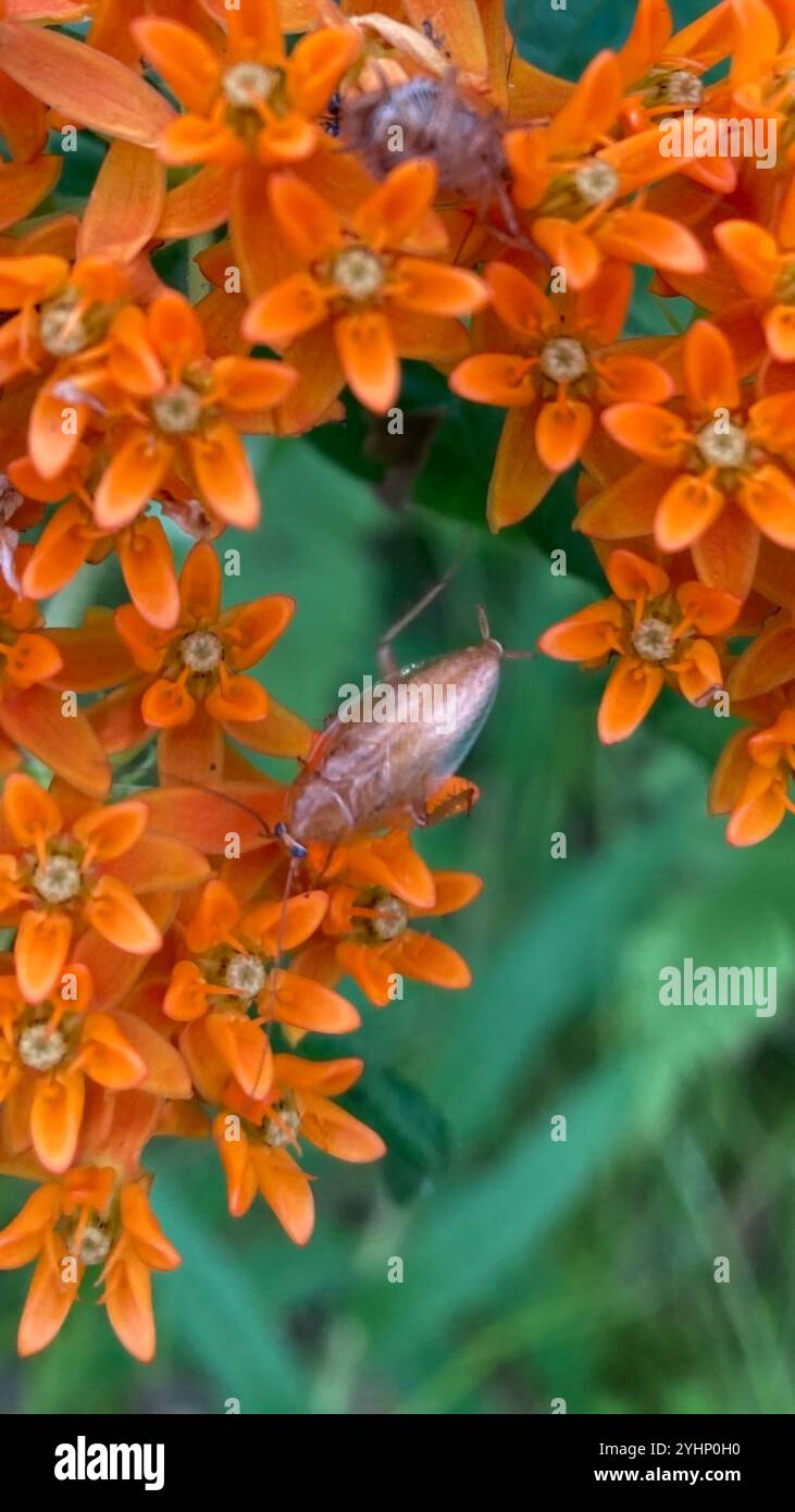 Tawny Cockroach (Ectobius pallidus Stock Photo - Alamy