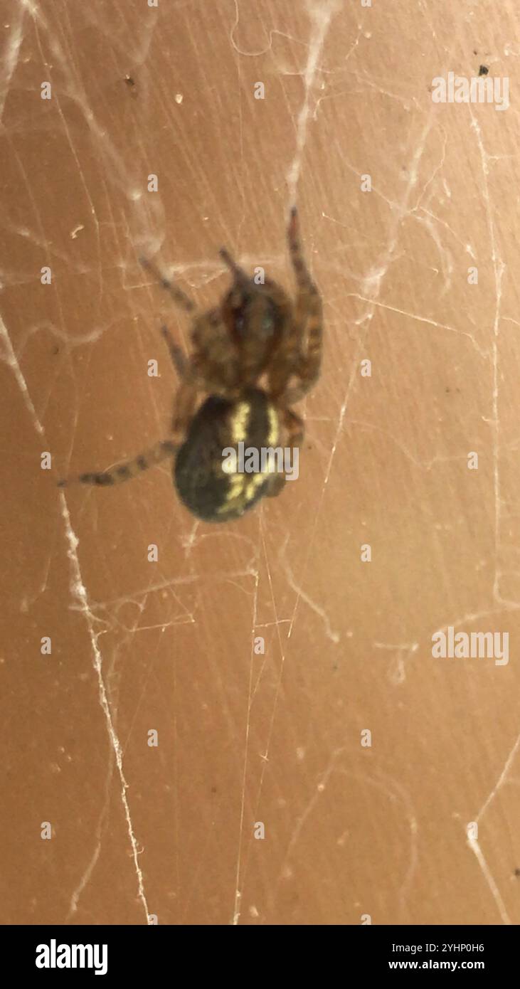 Lace web spiders (Amaurobius Stock Photo - Alamy