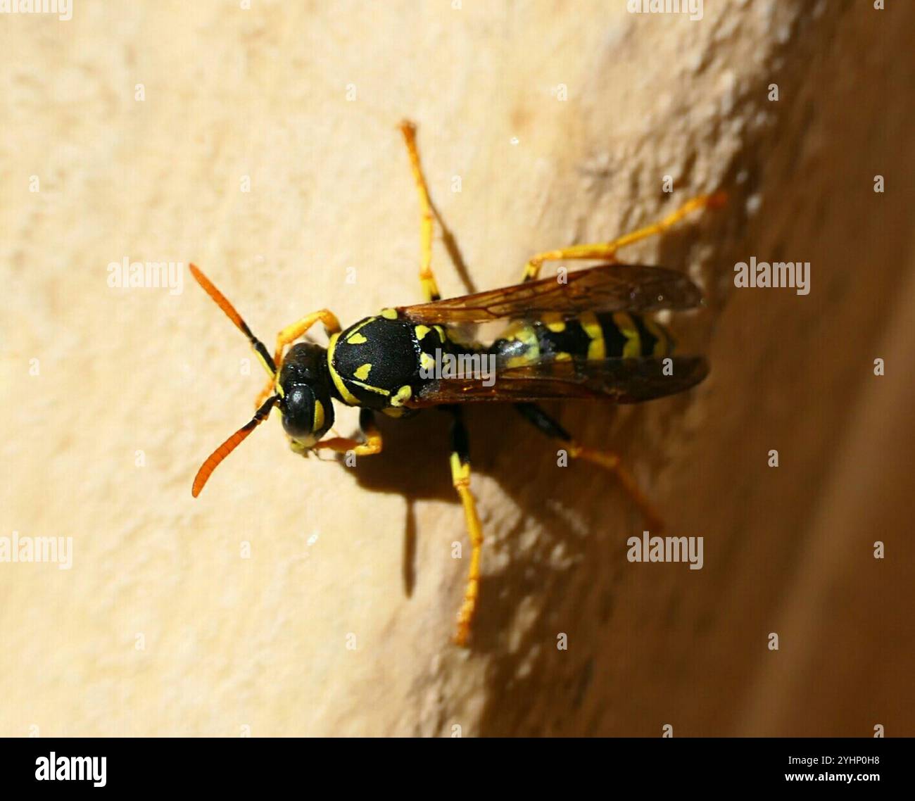 European Paper Wasp (Polistes dominula Stock Photo - Alamy