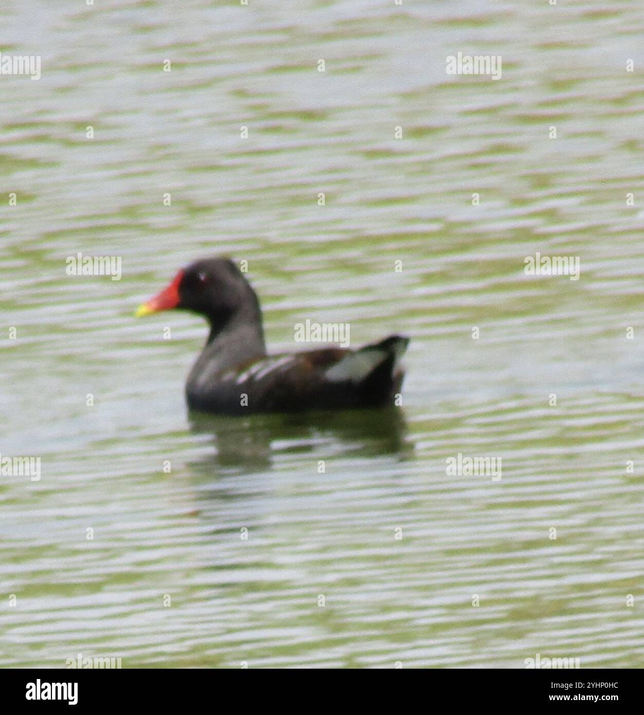 Common Moorhen (Gallinula chloropus Stock Photo - Alamy