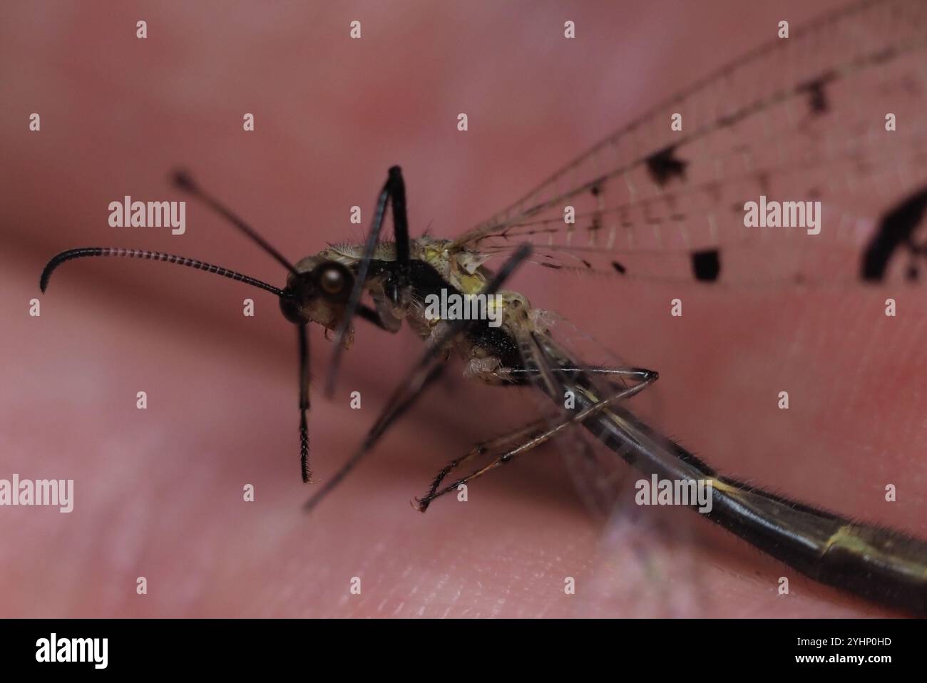Eastern Spotted-winged Antlion (Dendroleon obsoletus Stock Photo - Alamy