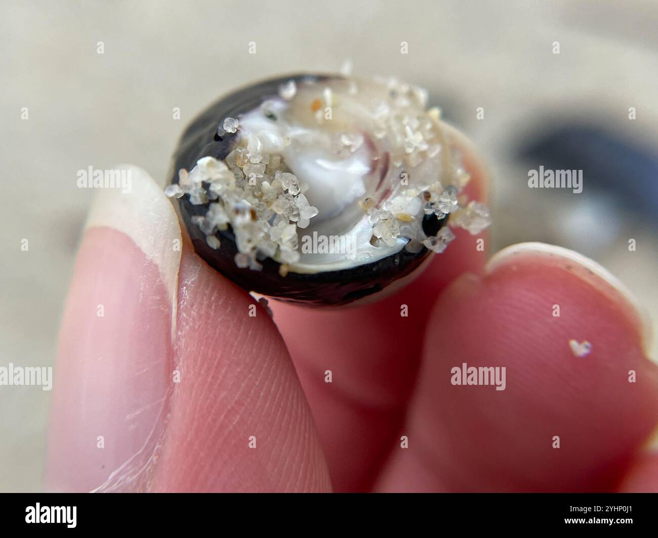 Black Tegula (Tegula funebralis Stock Photo - Alamy