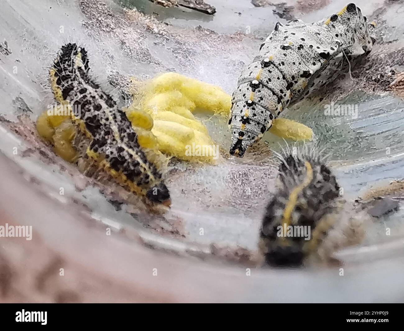 Cabbage White Parasitoid Wasp Bracovirus (Bracoviriform glomeratae ...
