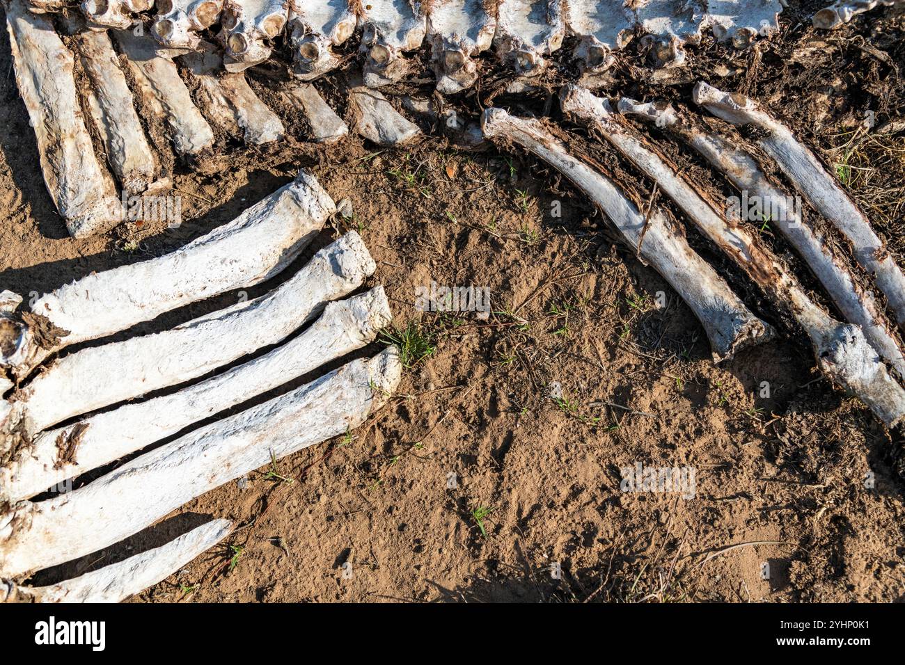 The bones, skin and skeletal remains of a poached rhino at a game ...