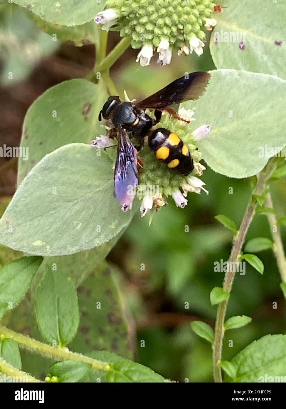 Noble Scoliid Wasp (Scolia nobilitata Stock Photo - Alamy