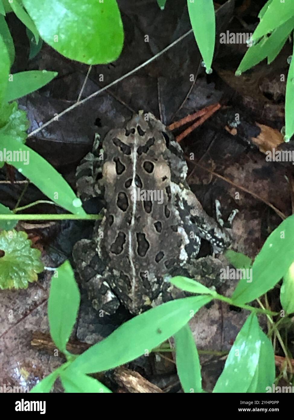 Fowler's Toad (Anaxyrus fowleri Stock Photo - Alamy