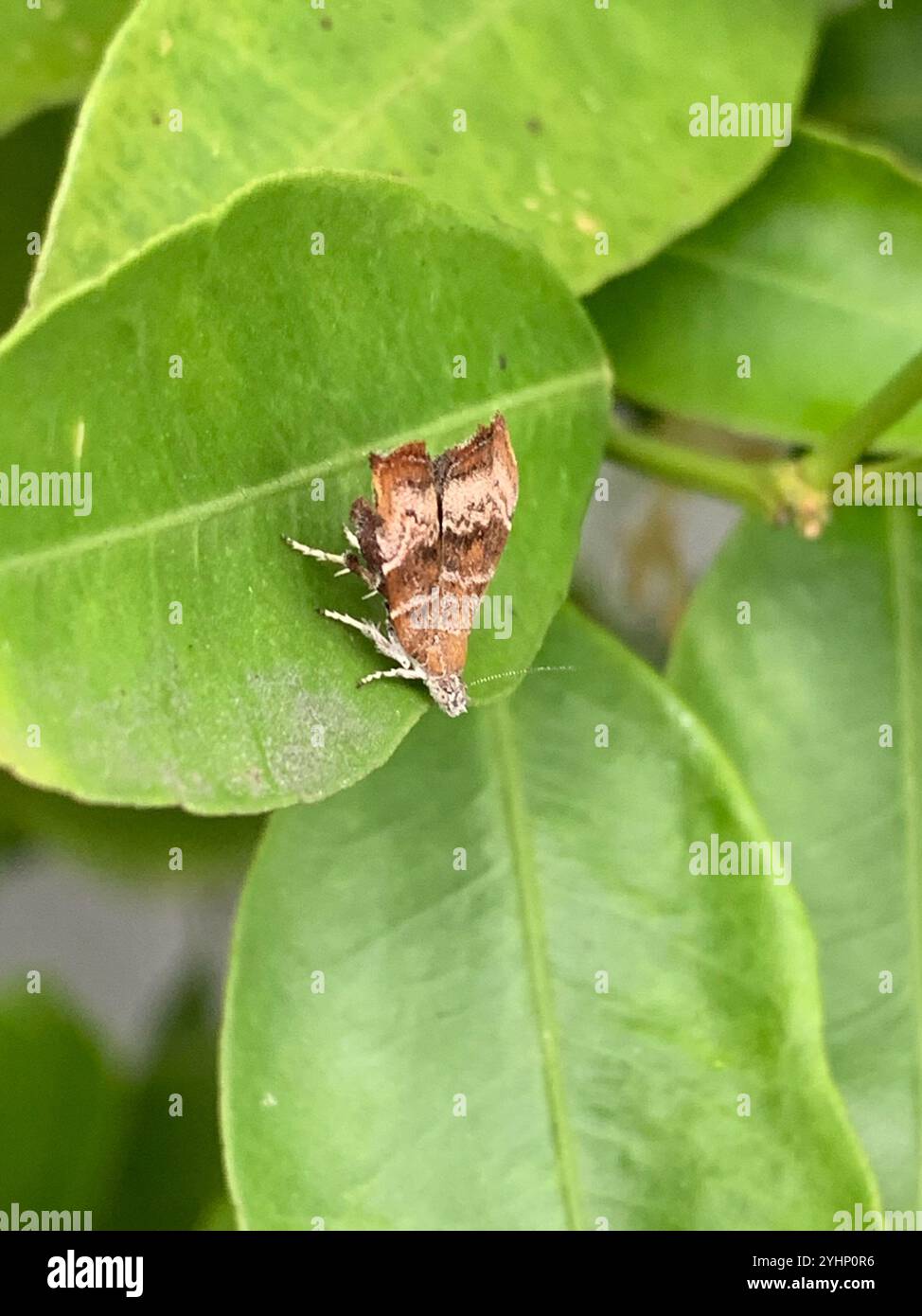 Apple Leaf Skeletonizer Moth (Choreutis pariana Stock Photo - Alamy