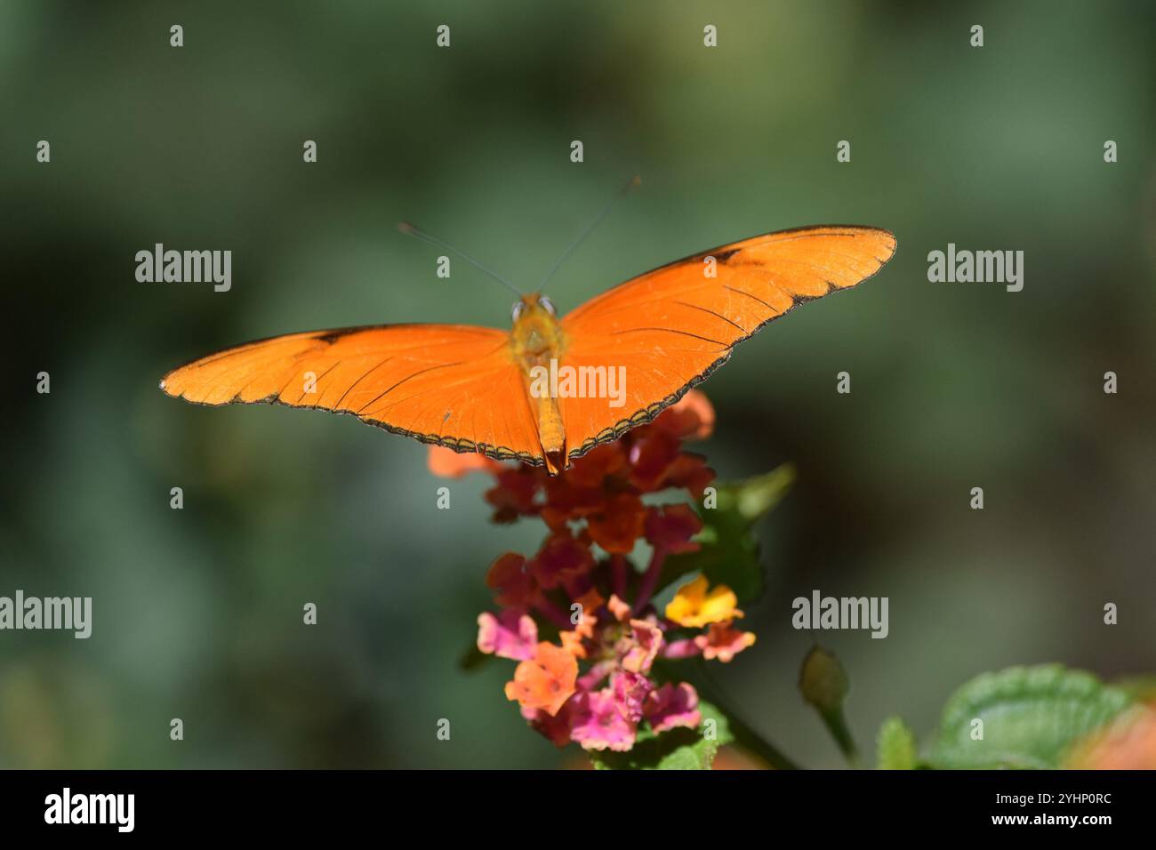 Julia Heliconian (Dryas iulia Stock Photo - Alamy