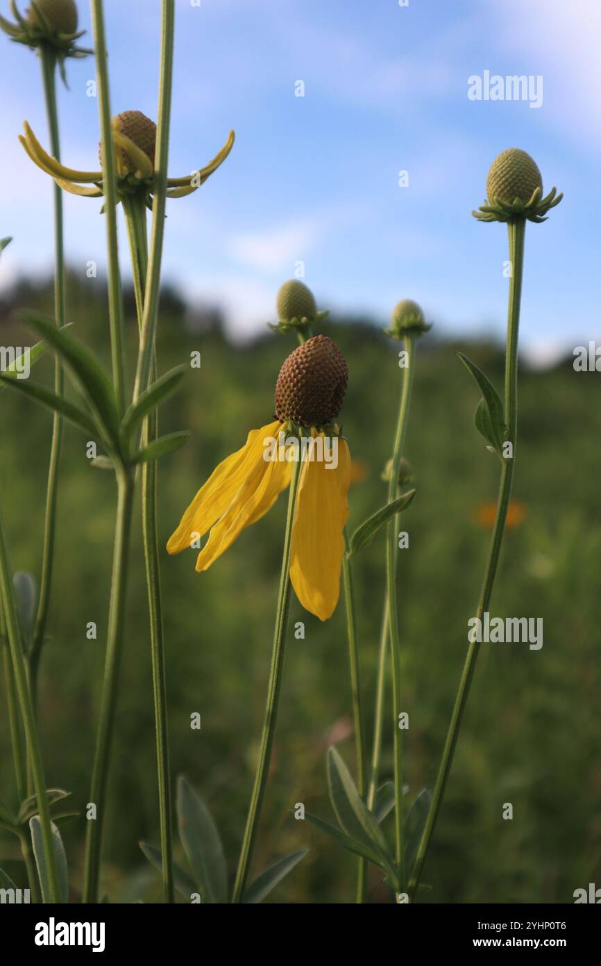 grey-headed coneflower (Ratibida pinnata Stock Photo - Alamy