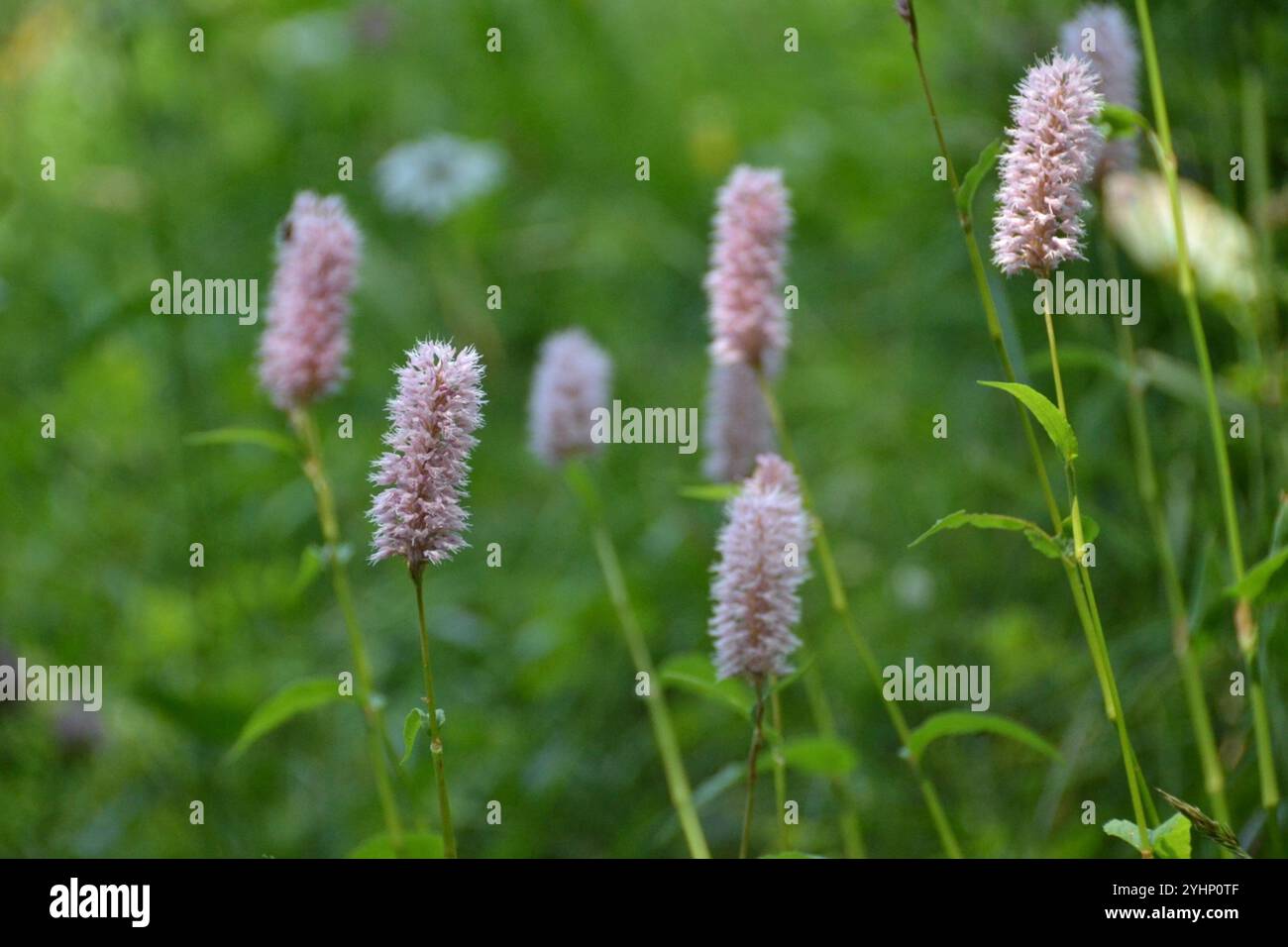 common bistort (Bistorta officinalis Stock Photo - Alamy