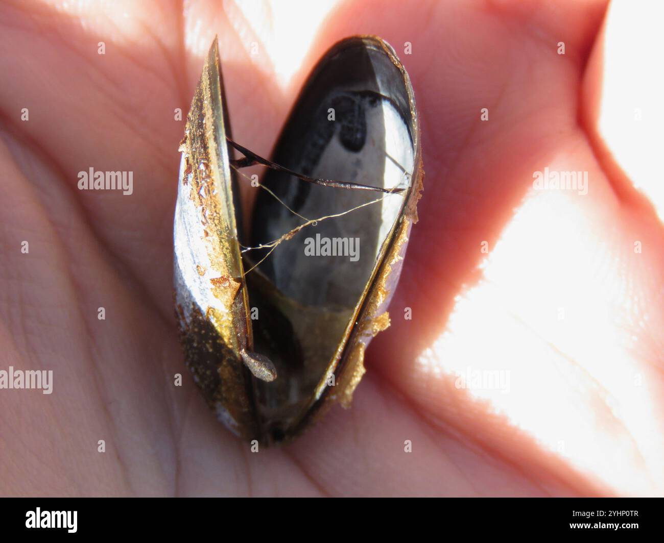 Blue Mussel Complex (Mytilus edulis Stock Photo - Alamy