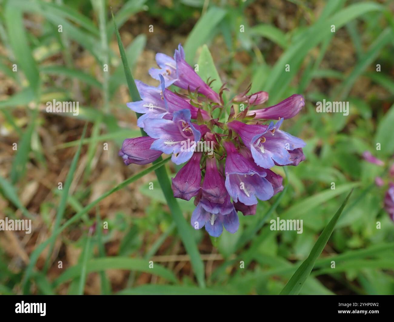 Cascade Beardtongue (Penstemon serrulatus Stock Photo - Alamy