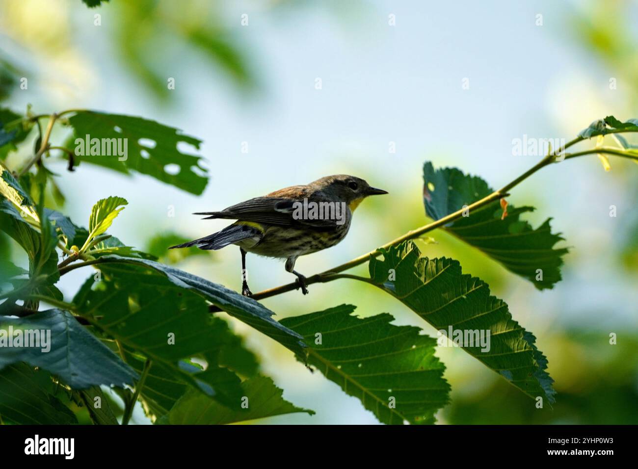 Audubon's Warbler (Setophaga coronata auduboni Stock Photo - Alamy