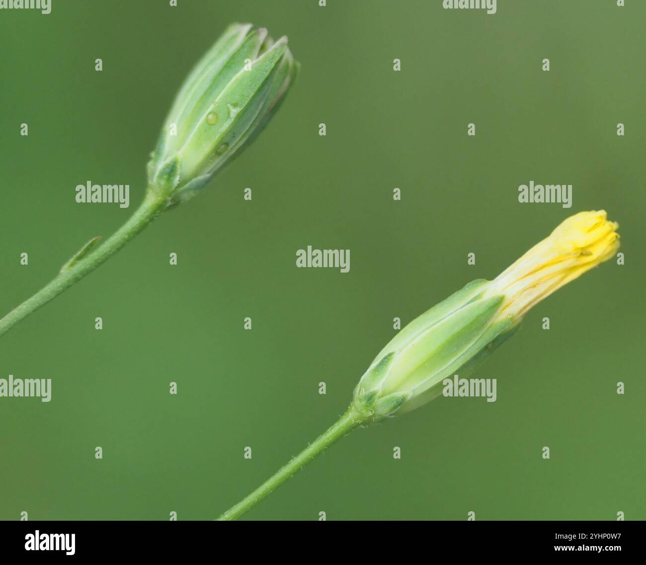 nipplewort (Lapsana communis Stock Photo - Alamy
