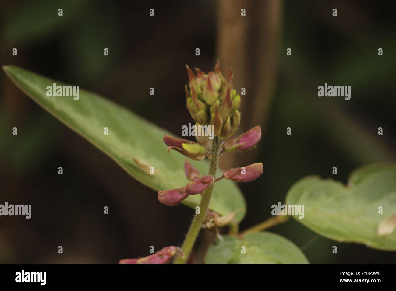 creeping beggarweed (Desmodium incanum Stock Photo - Alamy