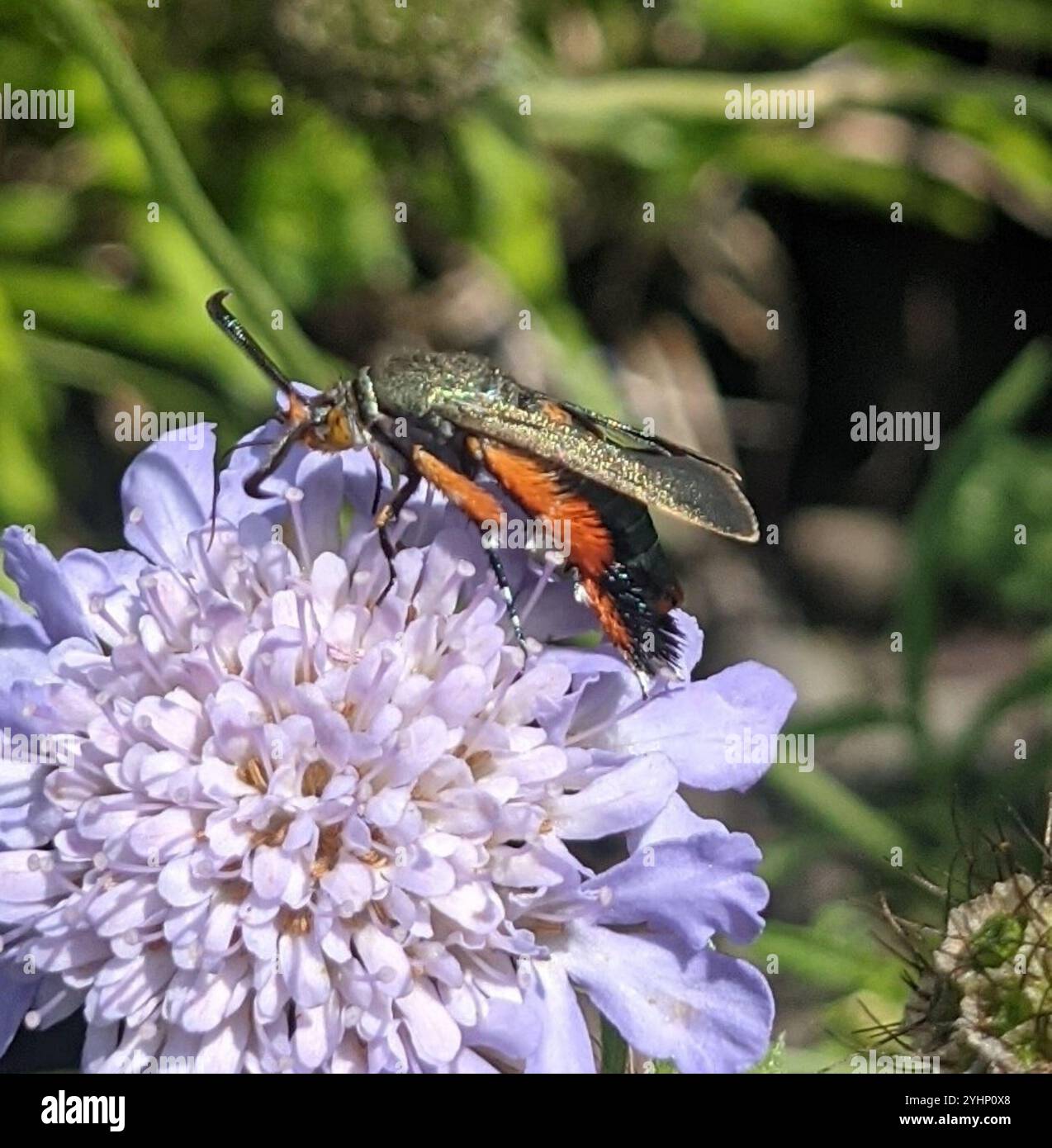 Squash Vine Borer (Eichlinia cucurbitae Stock Photo - Alamy