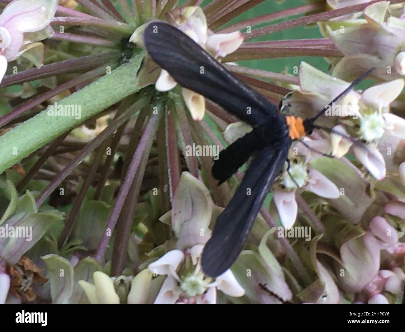 Grapeleaf Skeletonizer Moth (Harrisina americana Stock Photo - Alamy