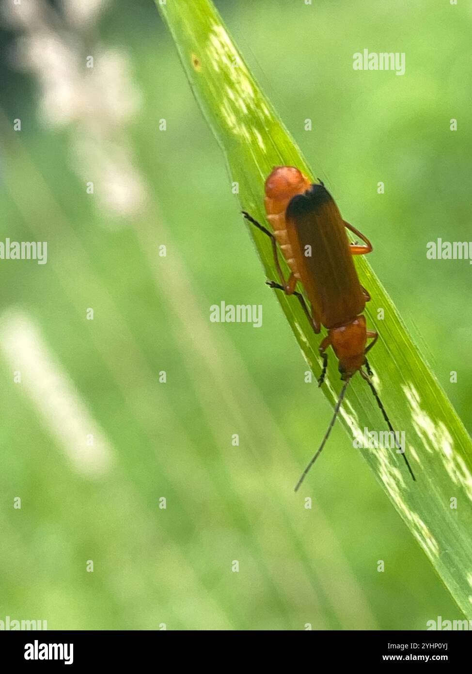 Common Red Soldier Beetle (Rhagonycha fulva Stock Photo - Alamy