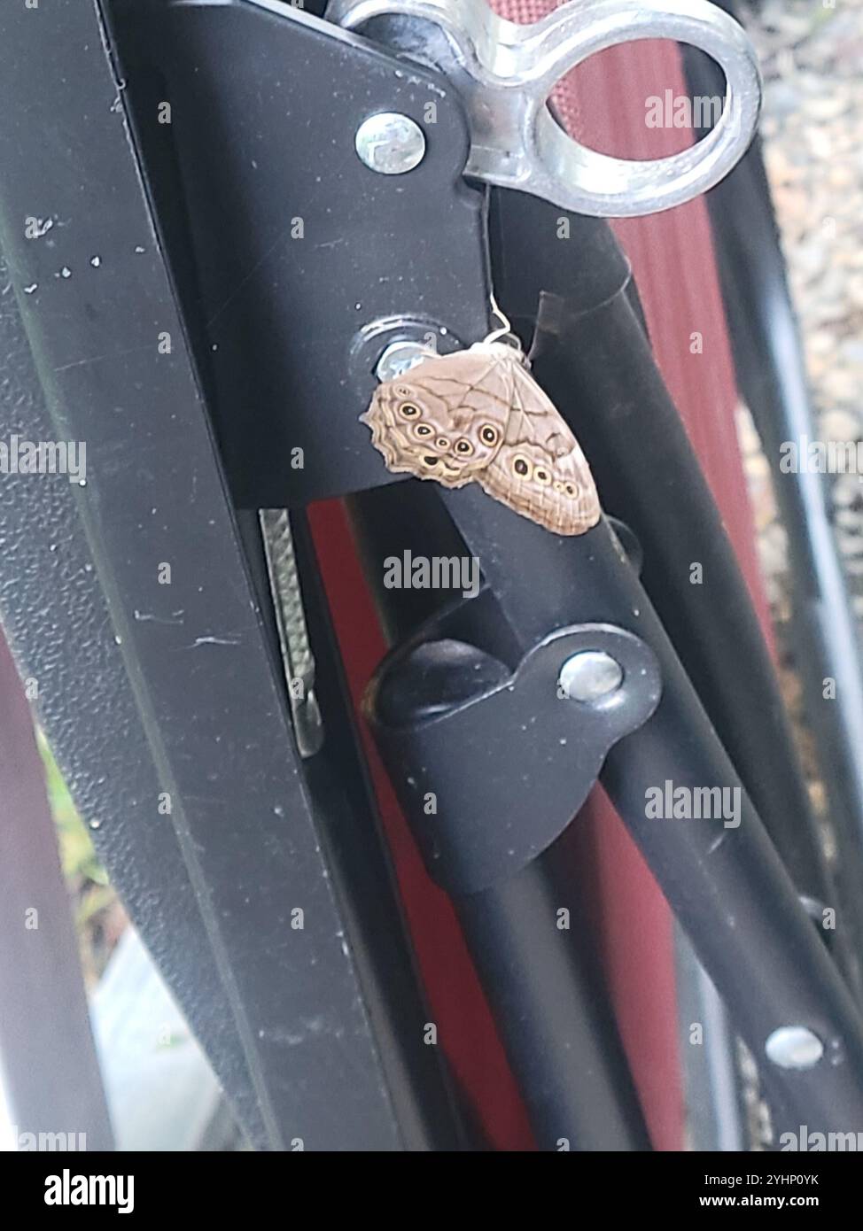 Northern Pearly-eye (Lethe anthedon Stock Photo - Alamy