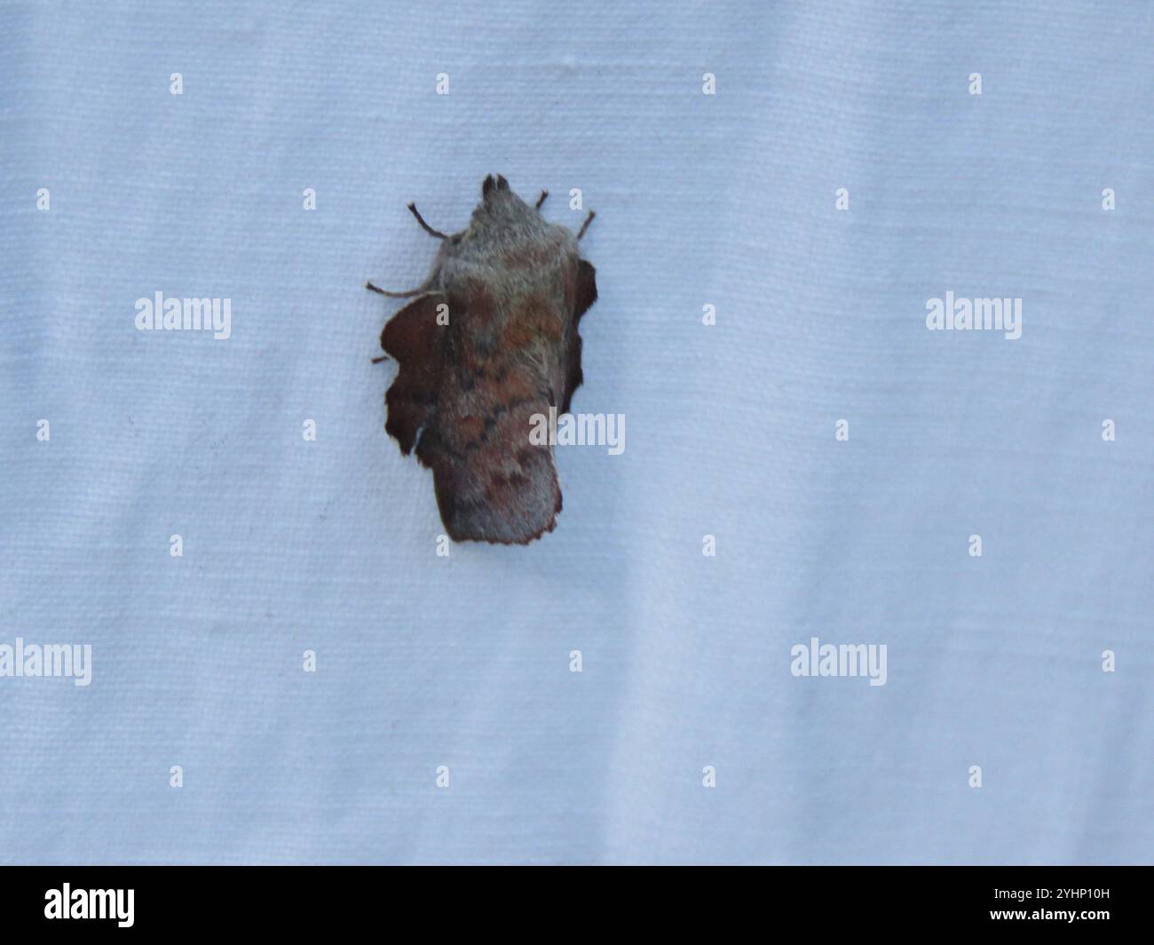 American Lappet Moth (Phyllodesma americana Stock Photo - Alamy