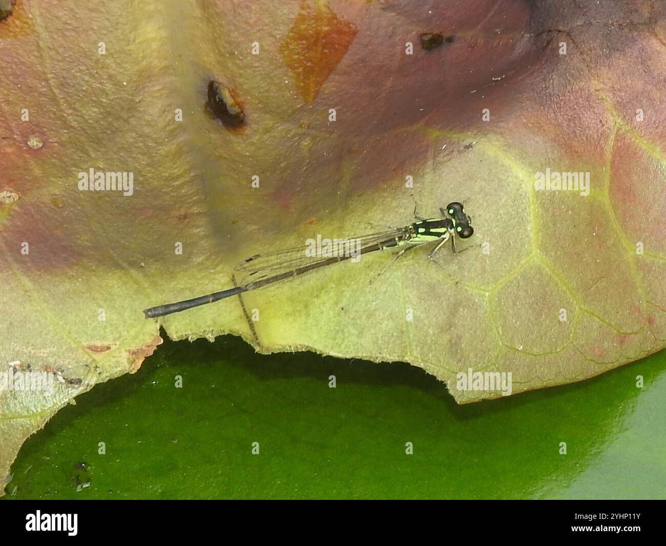 Fragile Forktail (Ischnura posita Stock Photo - Alamy